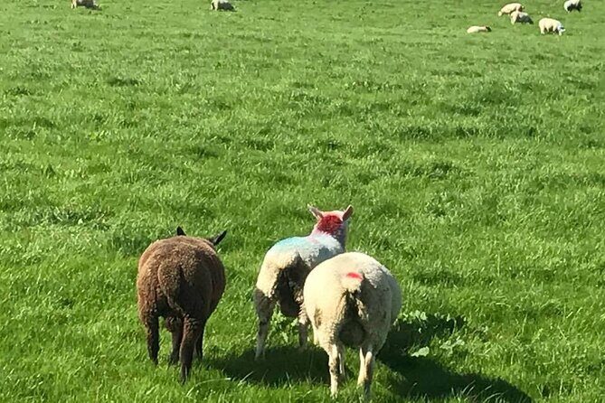 Giants Causeway & Antrim Coast Private Tour - The Giant’s Causeway: Ireland’s Number One Wonder