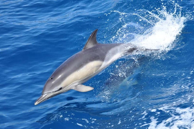 Gibraltar: Dolphin Watching Tour - Key Points