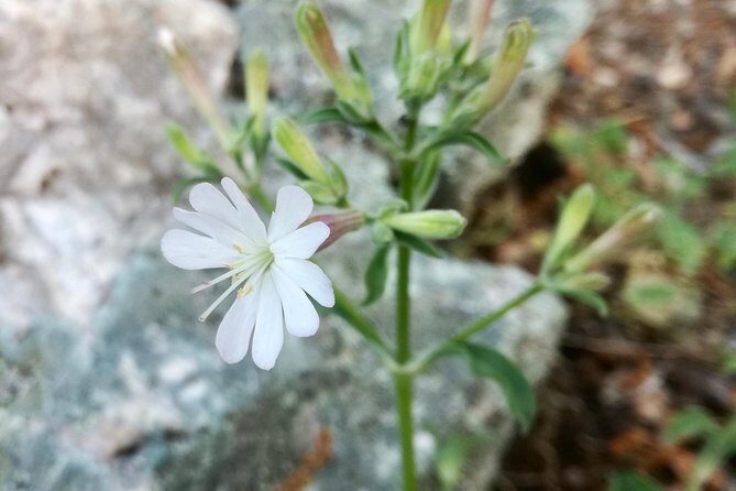 Gibraltar Gin Experience - FAQ