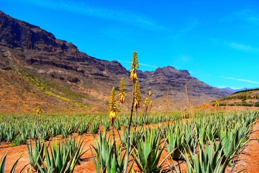 Gran Canaria Highlights Full-Day Tour by Bus - Arucas: Gothic Charm & Local Flavor