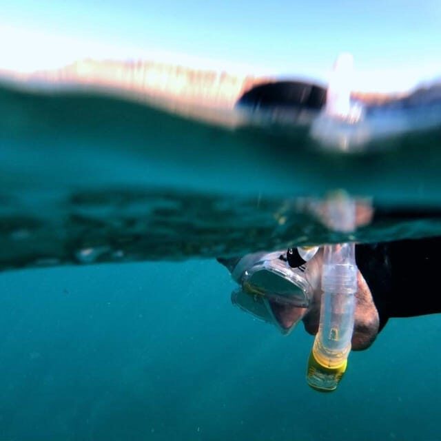 Gran Canaria: Snorkeling Trip - The Guided Approach & Marine Encounters