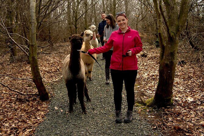 Guided Scenic Alpaca Trekking Experience Northern Ireland - Why This Tour Is Perfect for You