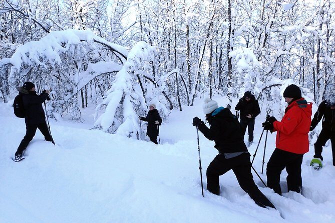 Guided Snowshoe Walk on Tromsoya Island in Tromso - The Snowshoeing Itself: A Scenic Stroll