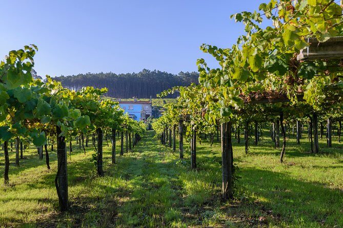 Guided tour of Bodegas Granbazán - Who Should Book This Tour?