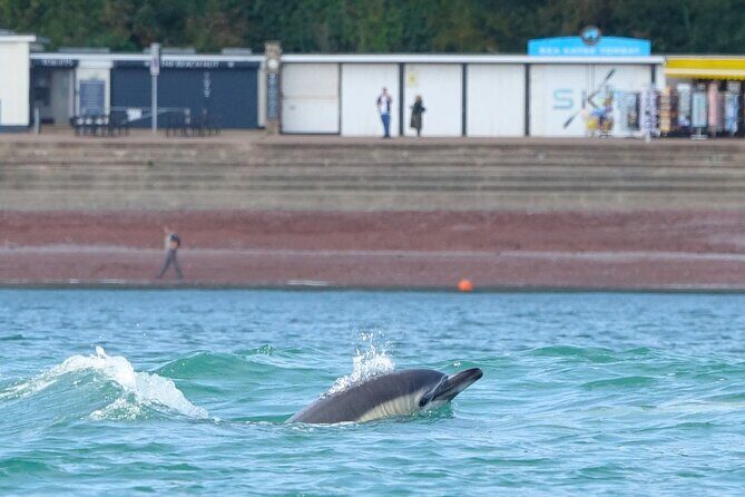 Guided Wildlife and Sea Cave Kayak Safari in English Riviera - Exploring the Itinerary: From Coastline to Caves