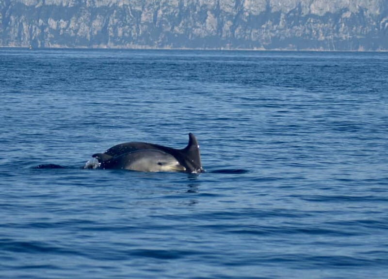 Gulf of Olbia: Dolphin watching by dinghy - Who Will Love This Tour?