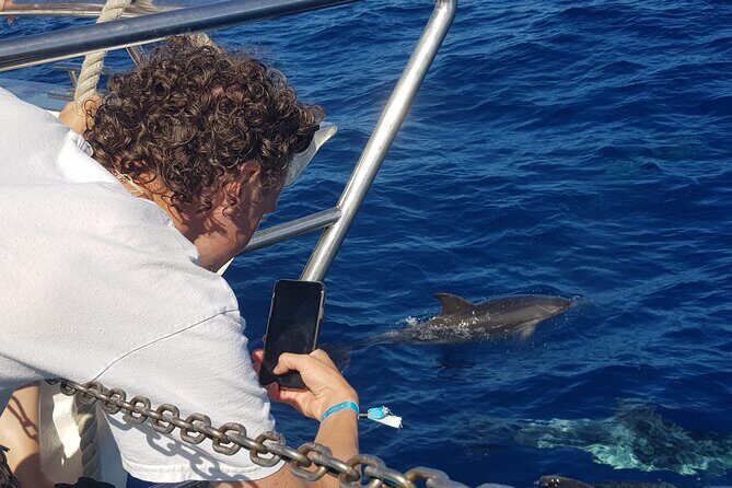 Half-Day Cruise Tour-Dolphin and Whale Watching - FAQ