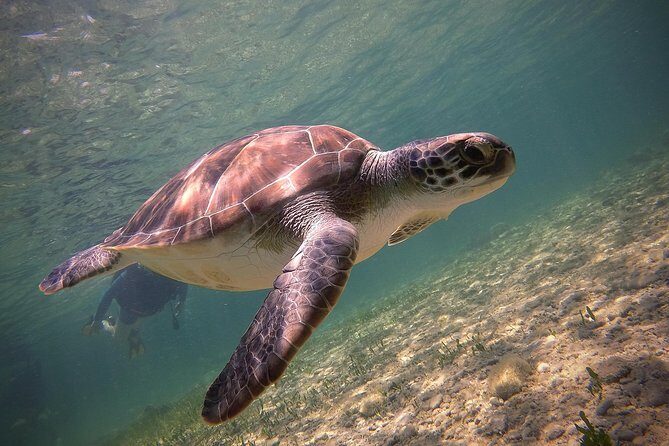 Half-Day Scuba Diving Tour - Discover Scuba Diving! - Group Size, Duration, and Practicalities