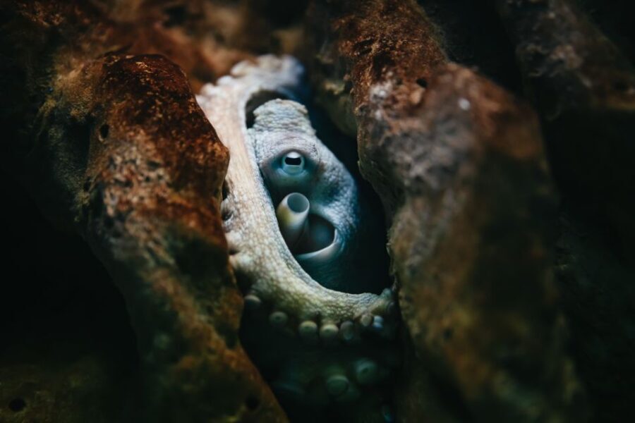 Heraklion Area: CRETAquarium Admission Ticket - What Makes CRETAquarium Stand Out?