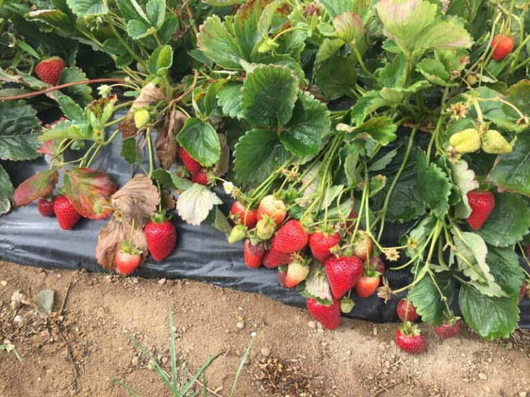 Heraklion: Knossos Zeus Cave Villages Olive Oil Factory Tour - Exploring the Itinerary: What You Can Expect