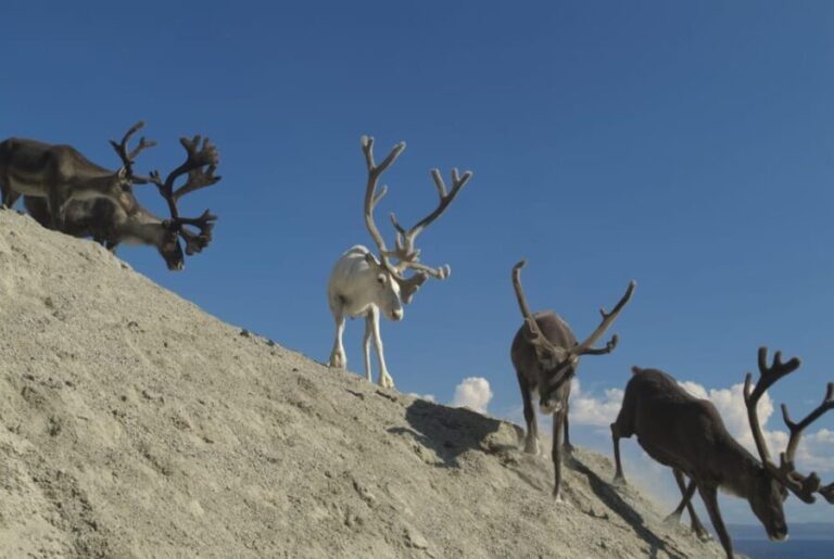 Honningsvåg: North Cape Summer Tour with Sami Family Visit - Wildlife Spotting and Scenic Stops