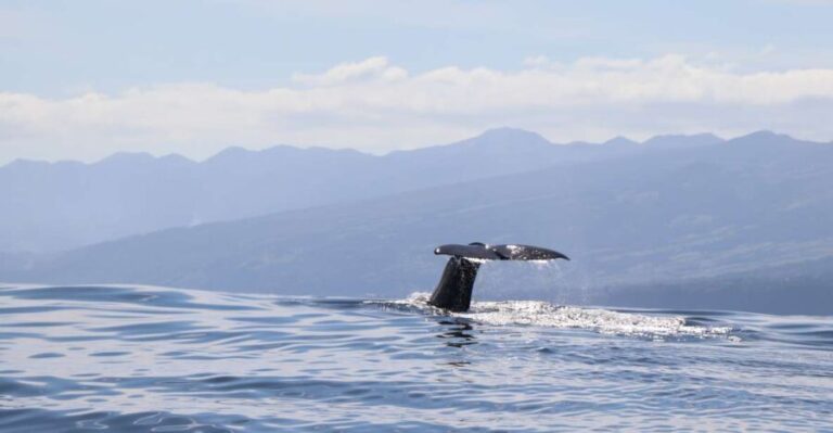 Horta: University Startup Whale and Dolphin RIB Boat Trip - The Experience: What Makes It Special