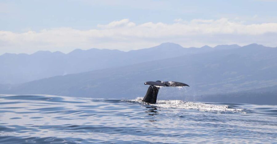 Horta: University Startup Whale and Dolphin RIB Boat Trip - The Experience: What Makes It Special