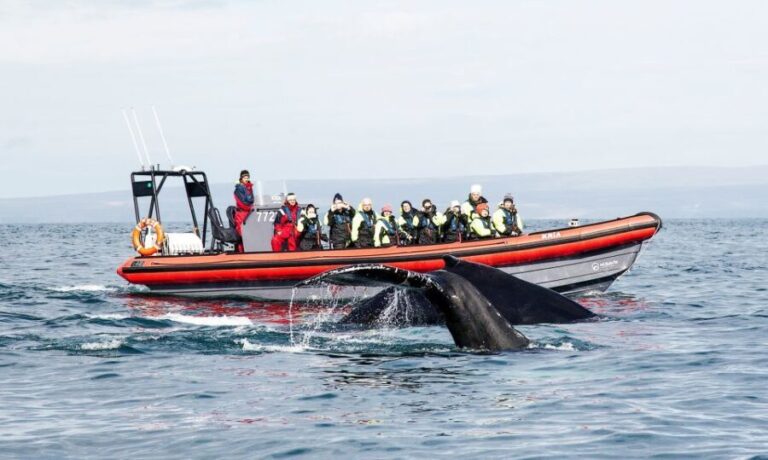 Húsavík: Big Whales and Puffin Island Speedboat Tour - Who Will Love This Tour?