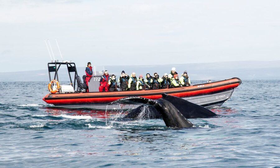 Húsavík: Big Whales and Puffin Island Speedboat Tour - Who Will Love This Tour?