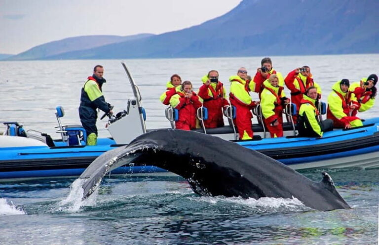 Húsavík: Original Big Whale Safari & Puffins by Speedboat - The Itinerary in Detail
