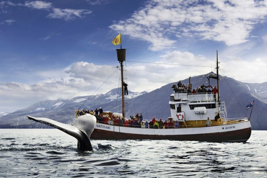 Húsavík: Whale-Watching Cruise and Puffins Guided Tour - What to Expect on the Tour