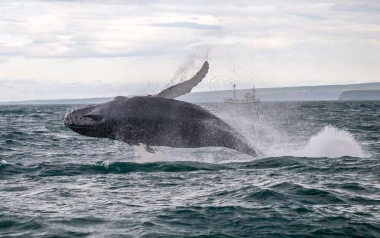 Húsavík: Whale Watching  Family Run with Indoor Seats - The Itinerary in Detail