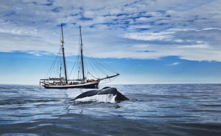 Husavik: Whale Watching on a Carbon Neutral Oak Boat - The Sum Up