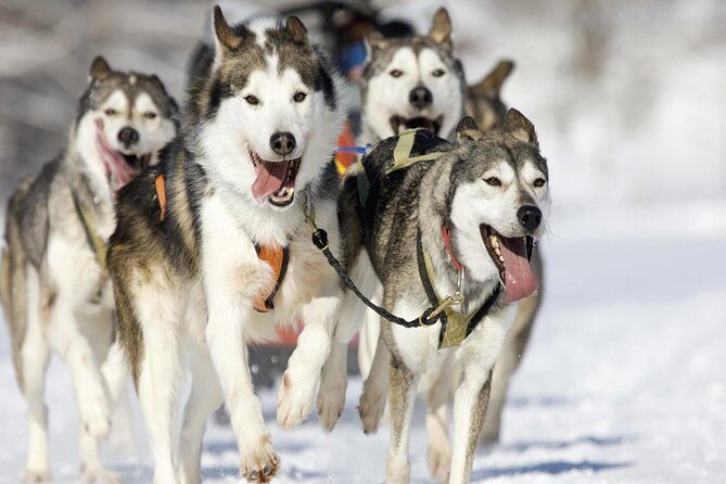 Husky Dog Sledding Tour From Riga - Authenticity and the Review Highlights