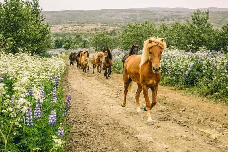Icelandic Horse Riding Tour & Pickup Option from Reykjavik - Why Choose This Horse Riding Tour?