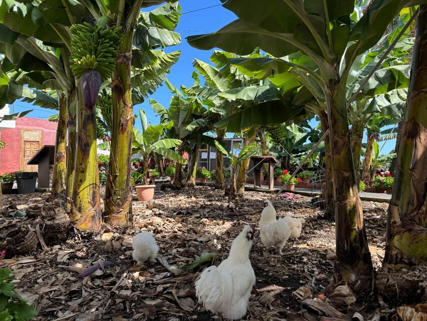 Icod de los Vinos: Casa del Plátano Entry Ticket - Introduction: Why This Tour Catches Our Eye