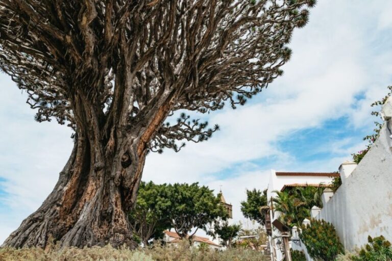 Icod de los Vinos: Dragon Tree & Botanical Garden Ticket - The Sum Up: Who Will Love This Tour?
