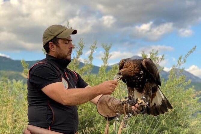 Interactive Educational Course on Birds of Prey - Who Will Love This Experience?