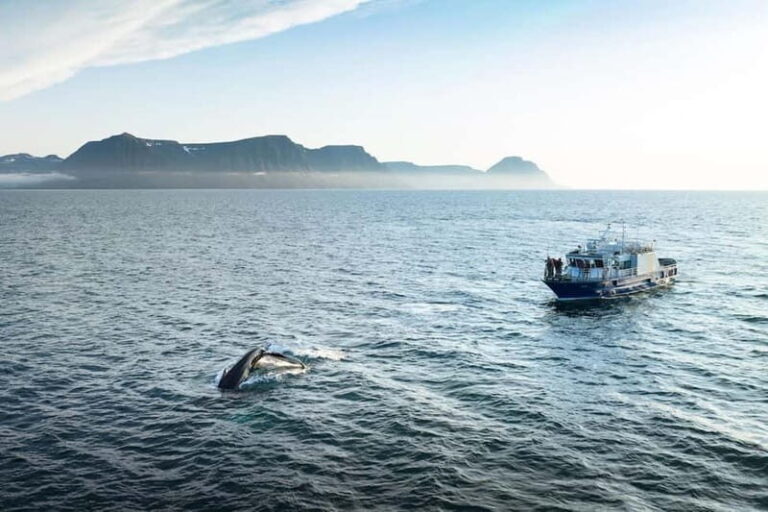 Ísafjörður: Westfjords Whale Watching Boat Tour - Why This Tour Offers Great Value