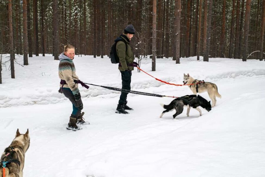 Ivalo - Saariselkä: Husky Walk in the Wilderness - Practical Details That Matter