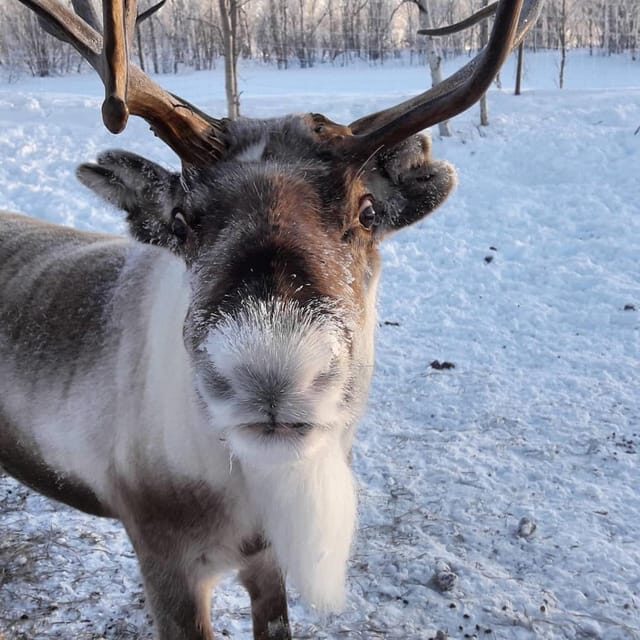 Ivalo: Snowmobile Safari, Meet and Feed Reindeers with Lunch - An Overview of the Experience