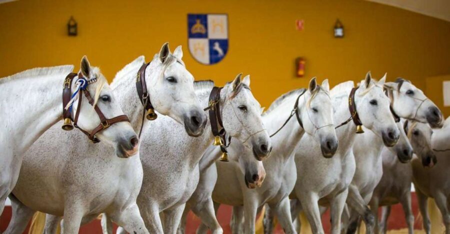 Jerez: Yeguada de la Cartuja Carthusian Horses Tour - What You Can Expect from the Tour
