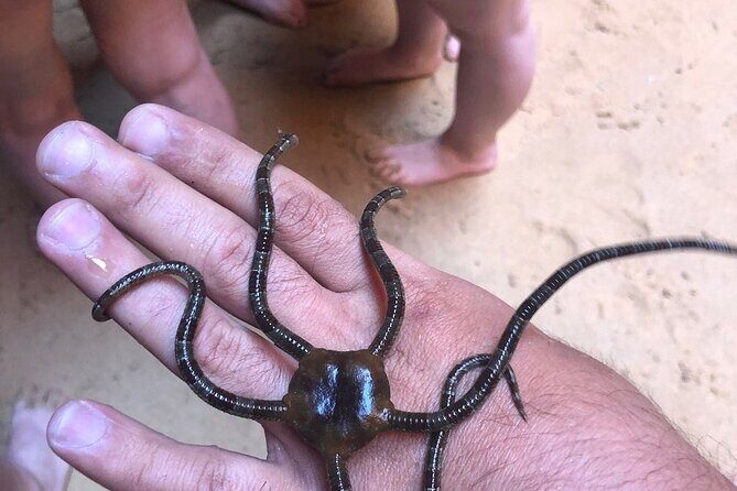 Kayak Tours with Amazing Caves, sea life and Marine Biologist . - Who Should Book This Experience?