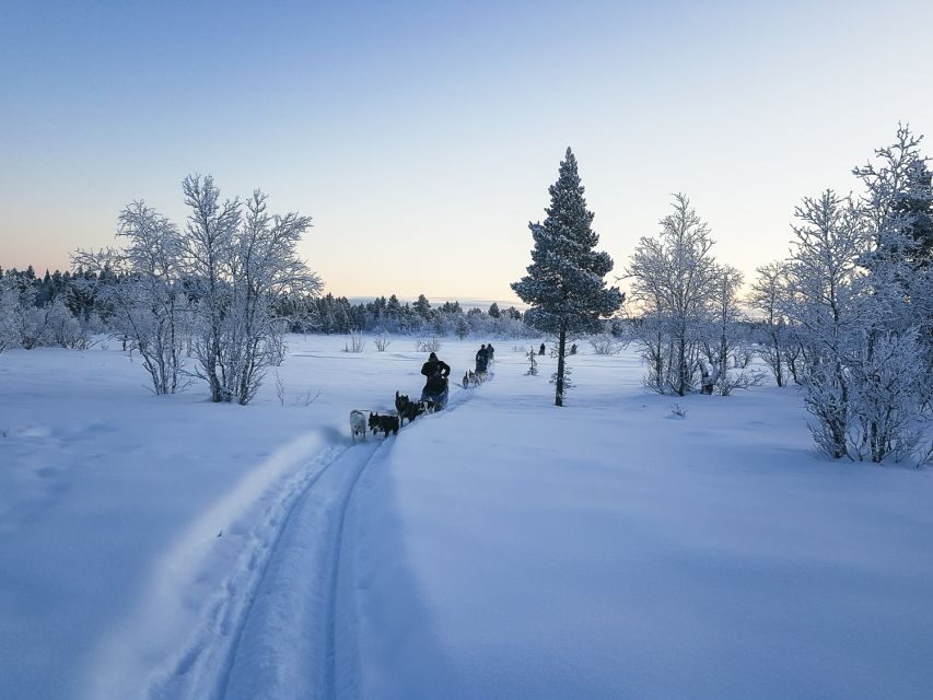 Kiruna: Guided Afternoon Drive Your Own Dog Sled Tour - Practical Details: What You Need to Know