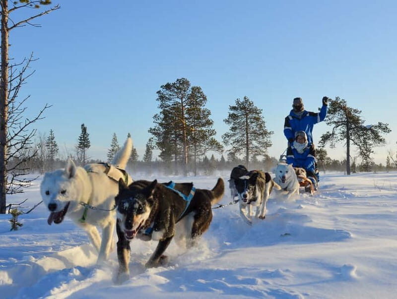 Kiruna: Self-drive Husky Morning Tour - The Journey to the Huskies’ Home