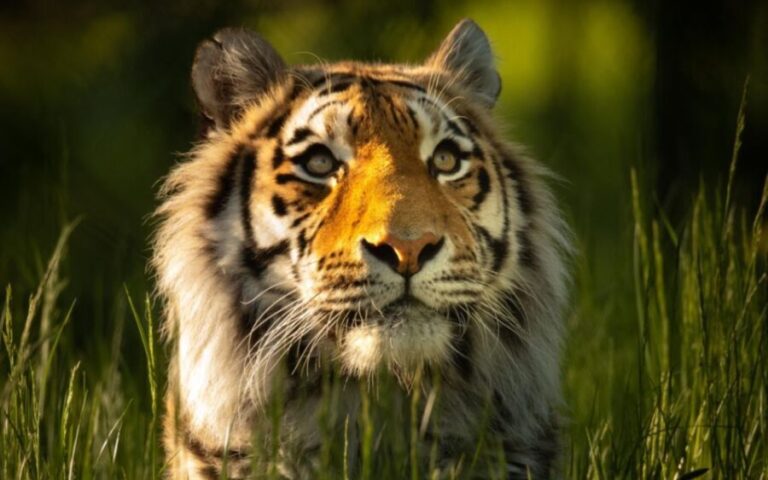 Knowsley: Safari Entry Tickets - The Foot Safari and Animal Encounters