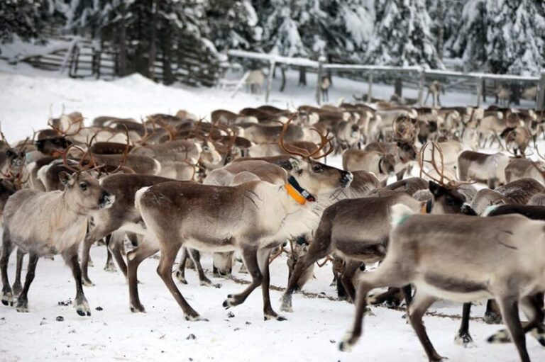 Kuusamo: Morning Feeding of Hundreds of Reindeer - Authenticity and Reviews