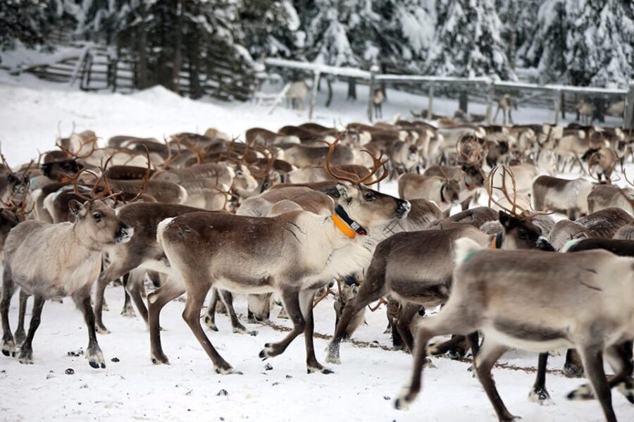 Kuusamo: Morning Feeding of Hundreds of Reindeer - Authenticity and Reviews