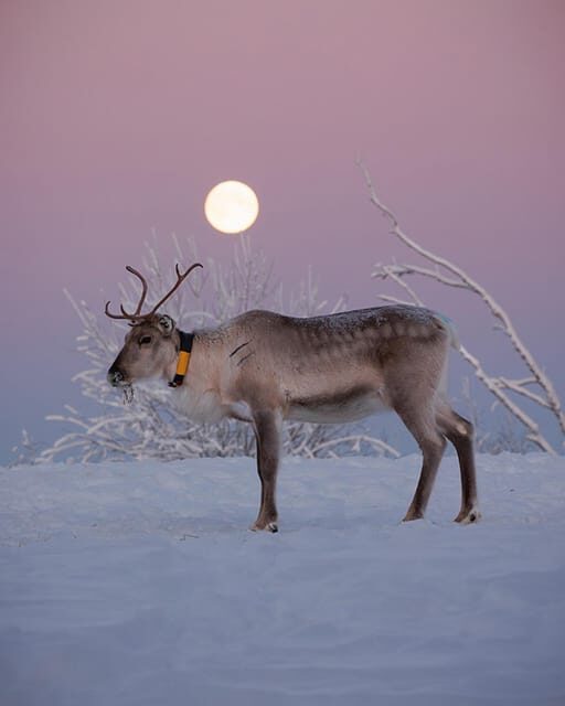 Kuusamo: Reindeer Farm Visit - The Best Fit for Who?