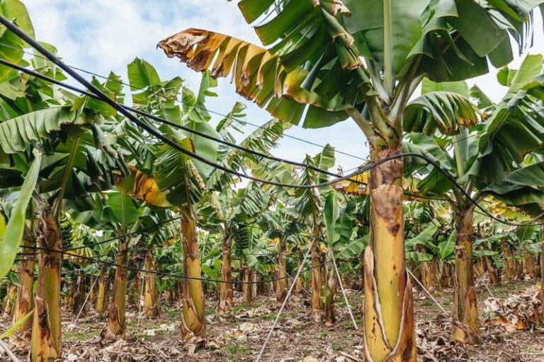 La Orotava: Eco Banana Plantation Tour with Banana Liquor - Exploring the Eco Banana Plantation in La Orotava