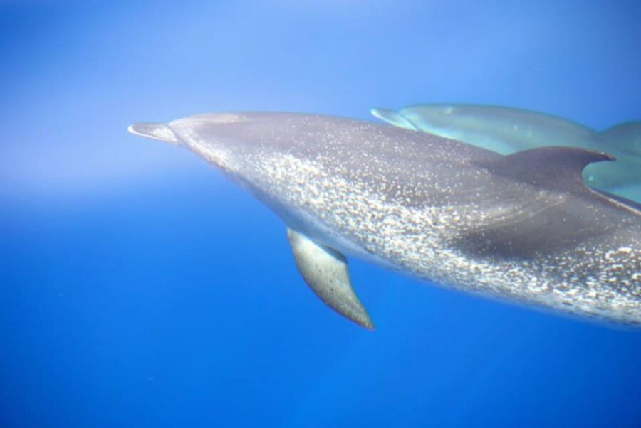 La Palma: 4-Hour Coastline Cruise with Tapas and Barbecue - Lunch on Deck: Tapas and Refreshments