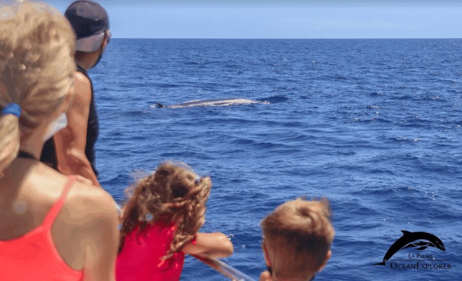 La Palma: Whale Watching Experience and Coastal Highlights - Insights from Reviewers: Authentic Perspectives
