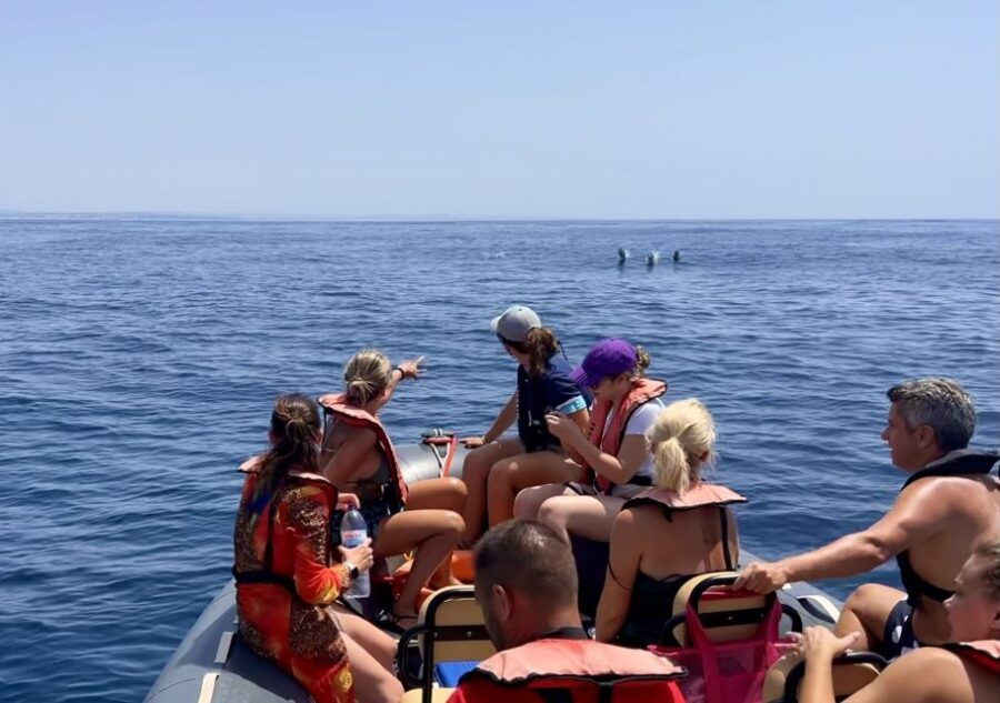 Lagoa: Dolphin Watching & Benagil Tour with Biologist Guide - Practical Information for Future Travelers