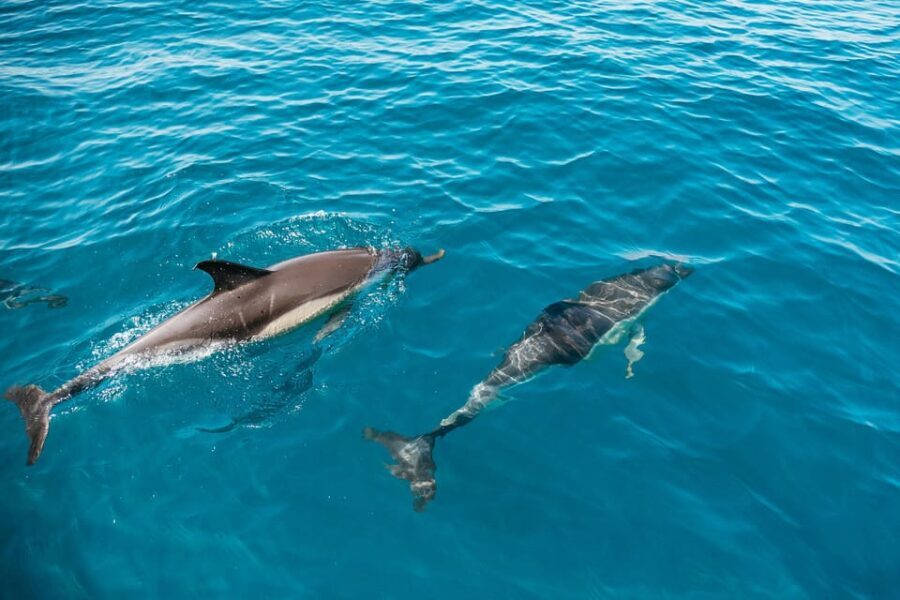 Lagos: Dolphin Watch Tour with Professional Marine Biologist - The Itinerary — What to Expect