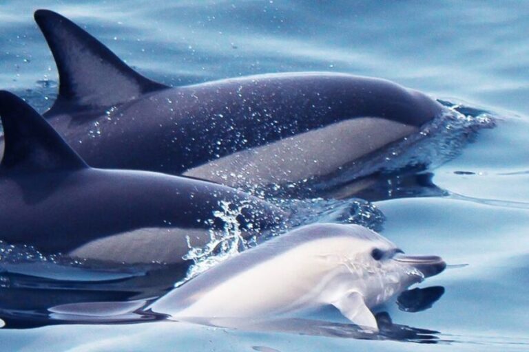 Lagos: Dolphin Watching with Professional Marine Biologists - Who Should Consider This Tour?