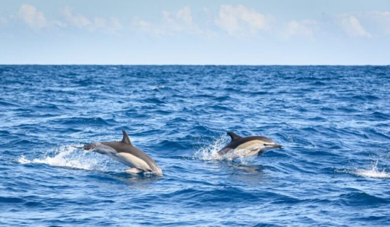 Lagos: Dolphins & Caves - Catamaran - Authentic Experiences in Every Wave