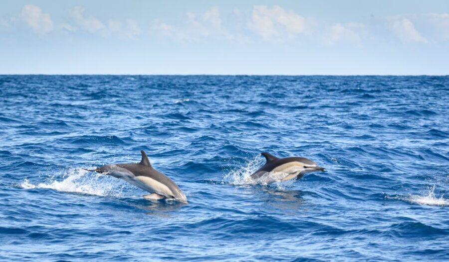 Lagos: Dolphins & Caves - Catamaran - Authentic Experiences in Every Wave