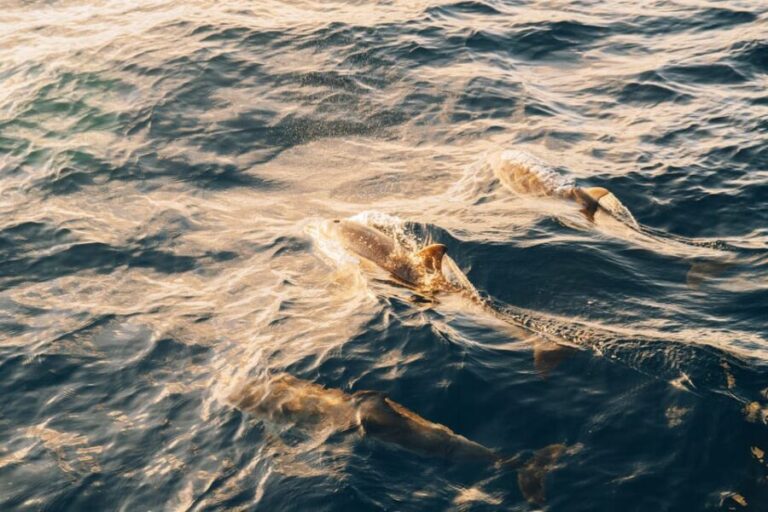 Lanzarote: Dolphin-Watching Sunset Cruise with Transfers - Who Will Love This Experience?