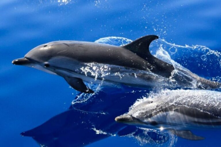 Lanzarote: Lobos Island Half-Day Dolphin Watching Trip - Wildlife and Guide Experience – What Sets This Tour Apart