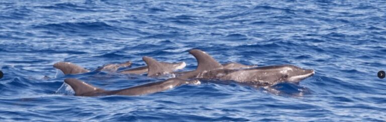 Lanzarote: Sea Safari Experience - Key Points